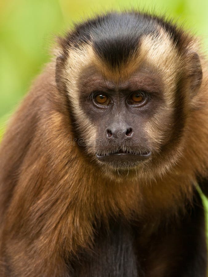 The Tufted Capuchin MonkeysÂ´look Stock Photo - Image of inkas ...