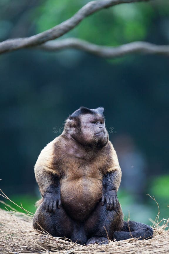Tufted Capuchin stock photo. Image of peace, hands, human - 30179372
