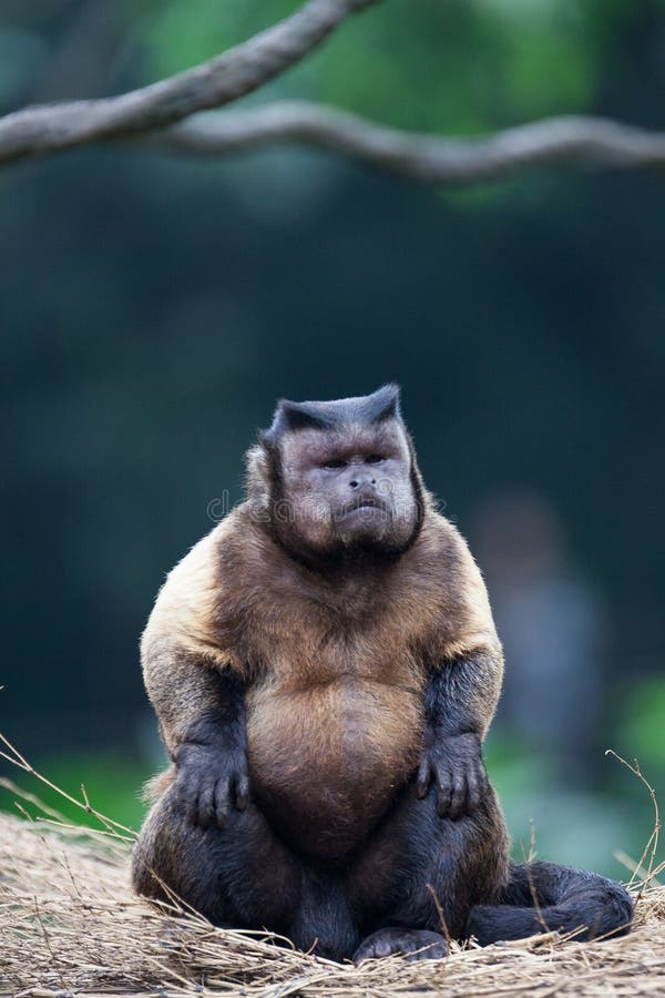 Tufted Capuchin Monkey, Bamboo Cathedral, Chaguaramas, Trinidad and ...