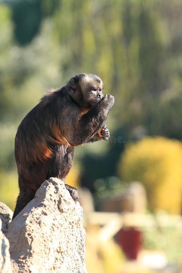 Tufted capuchin stock image. Image of black, capuchin - 30118835