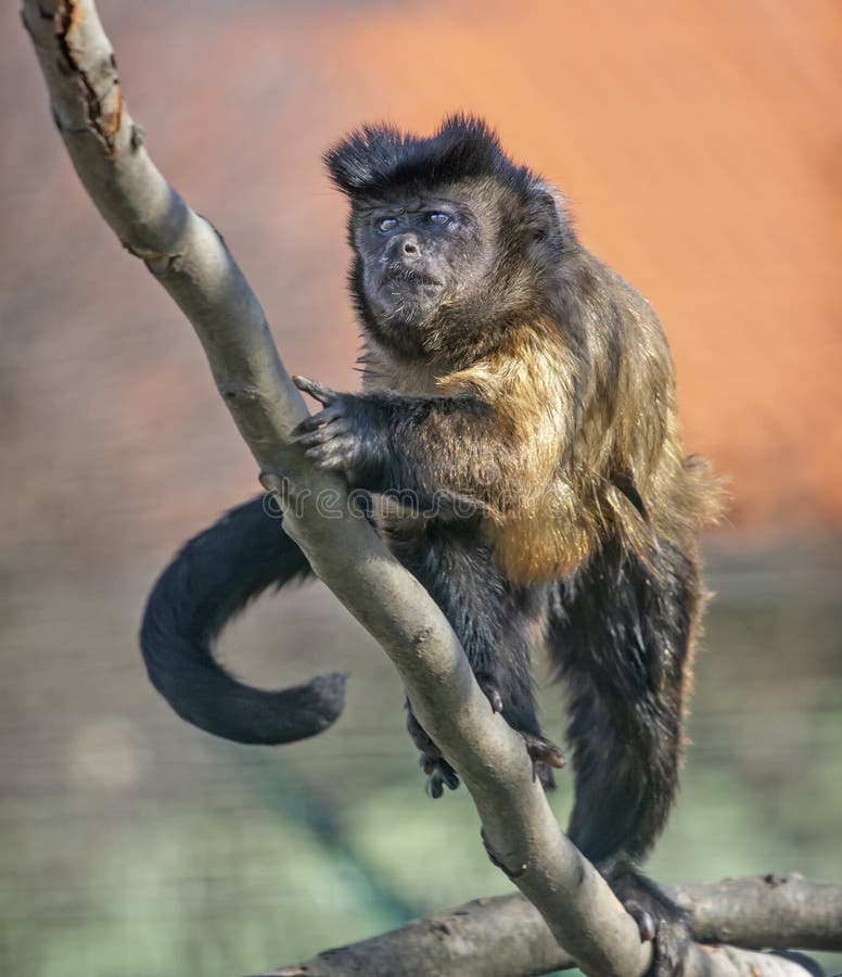 The Capuchin on a tree. stock image. Image of landscape - 16076009