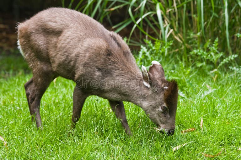 Tufted Deer stock image. Image of cephalophus, animal - 7163105