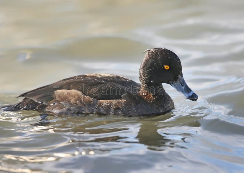 The Tufted Duck Aythya Fuligula Stock Photo - Image of water, tufted ...