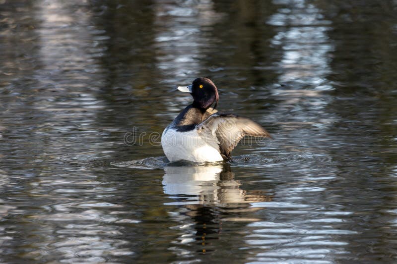 Tufted Duck flaps stock image. Image of reserve, ornithology - 274849037