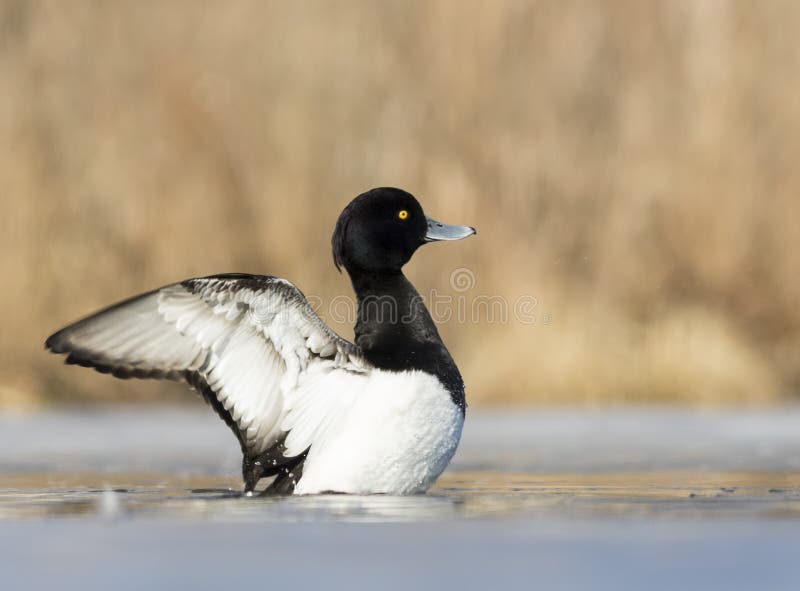 476 Duck Waving Stock Photos - Free & Royalty-Free Stock Photos from ...