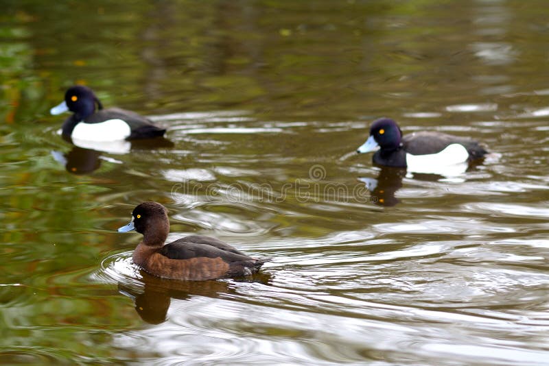 Irish ducks and pigeons stock photo. Image of dublin, water - 4811506