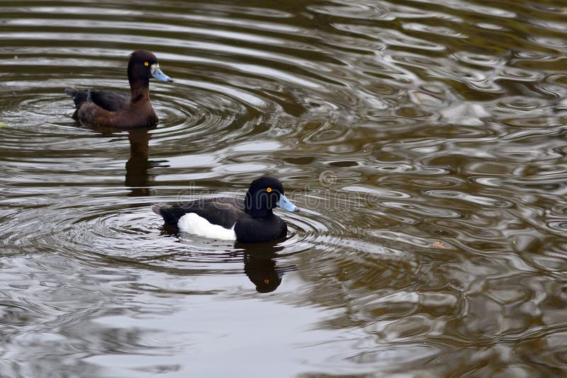 Irish ducks and pigeons stock photo. Image of dublin, water - 4811506