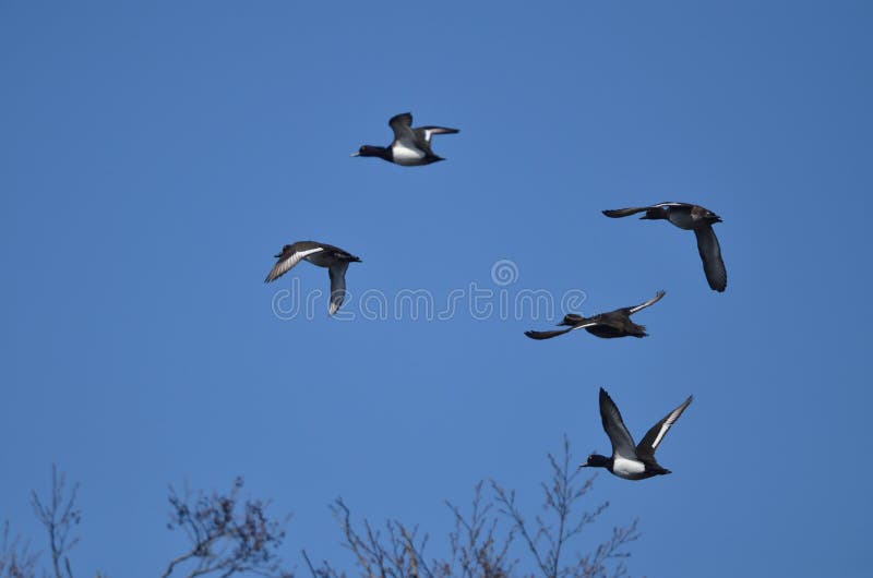 Tufted ducks flying stock photo. Image of ducks, tufted - 52990790