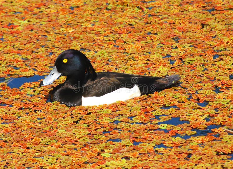 Tufted Eend, Duikende Eend in Zwart Wit Met Gele Ogen Zwemmen in Het ...