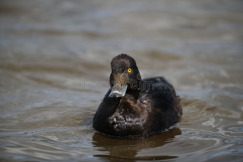 Tufted Female Duck front stock photo. Image of colourful - 276120082