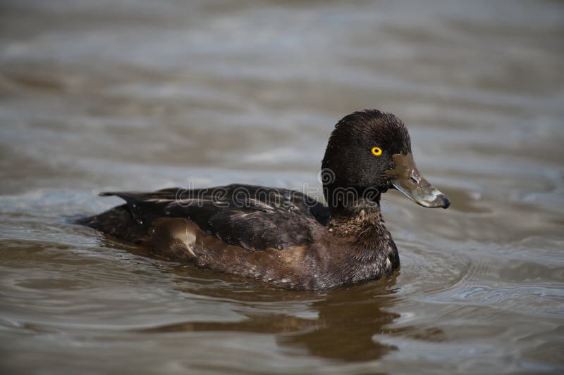 Tufted Female Duck Side View I Stock Photo - Image of black, cute ...