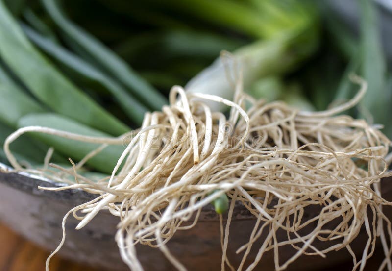 The Tufted, Fringed Root of Fresh Onion. Macro Photograph Stock Image ...