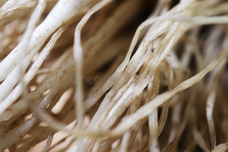 The Tufted, Fringed Root of Fresh Onion. Macro Photograph Stock Photo ...