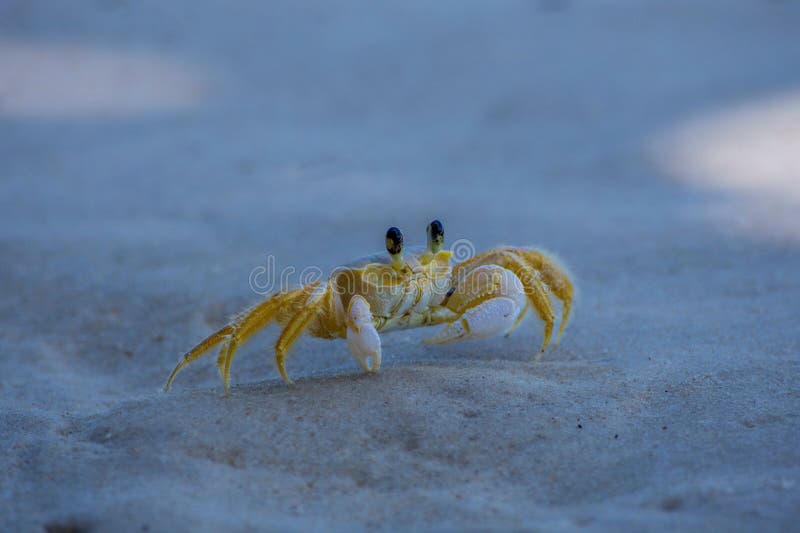 Tufted Ghost Crab (Ocypode Cursor) on a Sand Dune on a Beach Stock ...