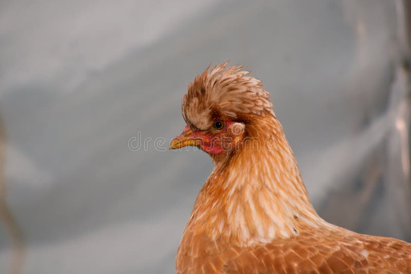 Tufted hen. stock image. Image of rooster, feather, pasture - 63935515