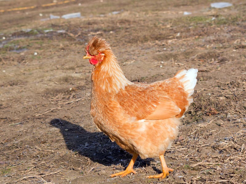 Tufted hen. stock image. Image of livestock, animal, feather - 63935453