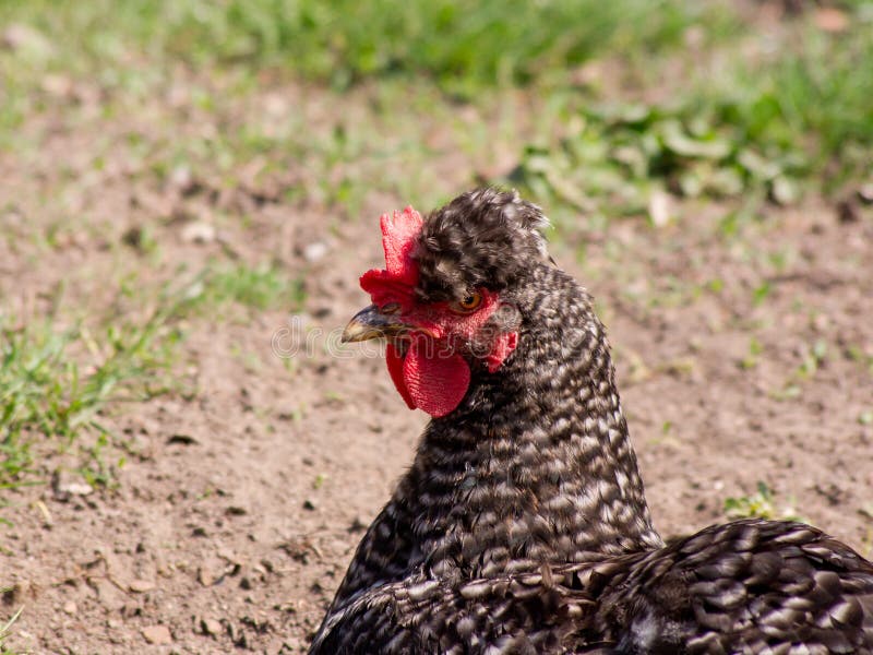 The Tufted hen. stock image. Image of poultry, agriculture - 69271949