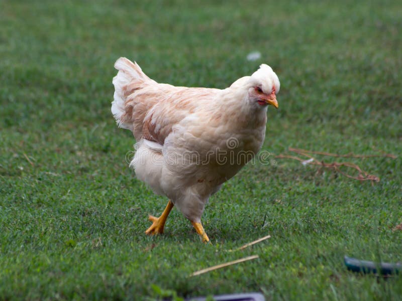 The tufted hen. stock photo. Image of grass, tufted, agriculture - 97646098
