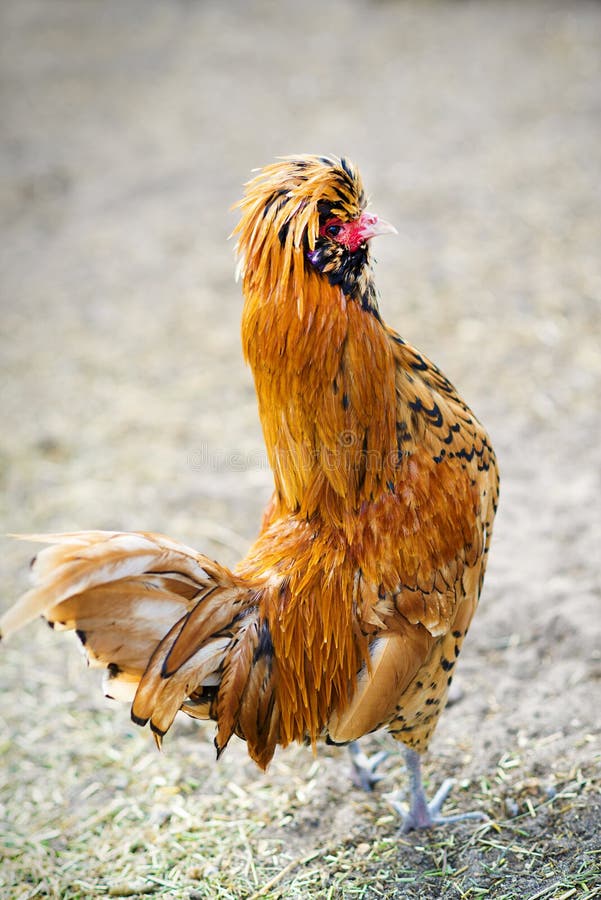691 Angry Hen Stock Photos - Free & Royalty-Free Stock Photos from ...