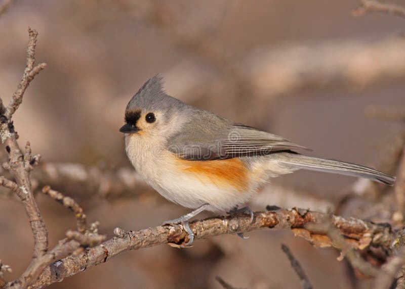 Zwarte Kuif Doorgenaaide De Meesmezen Die Van De Liedvogel Tijdens De ...