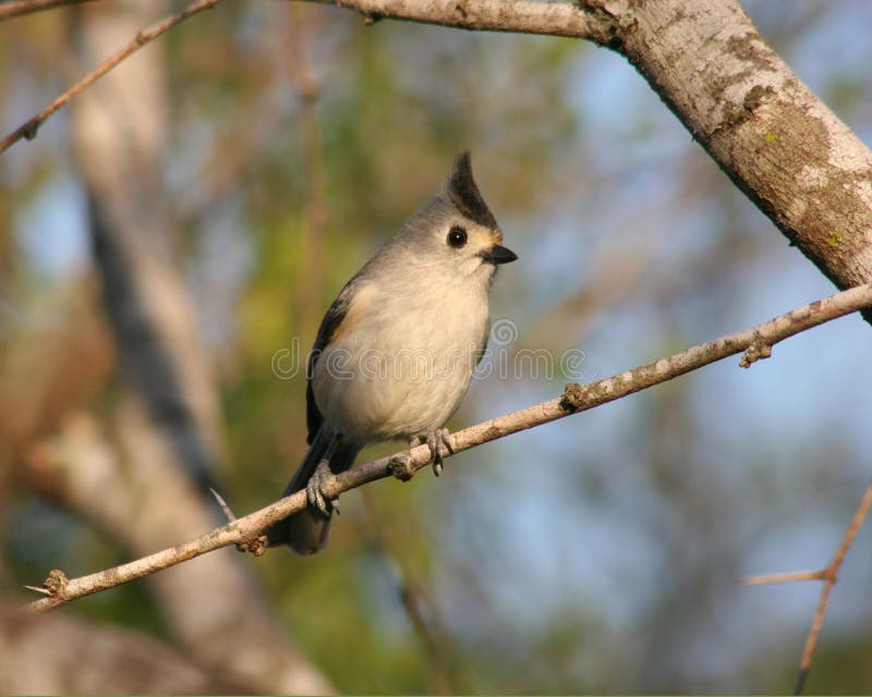 Tufted Mees Die in Een Mesquite Neerstrijkt Stock Foto - Image of ...