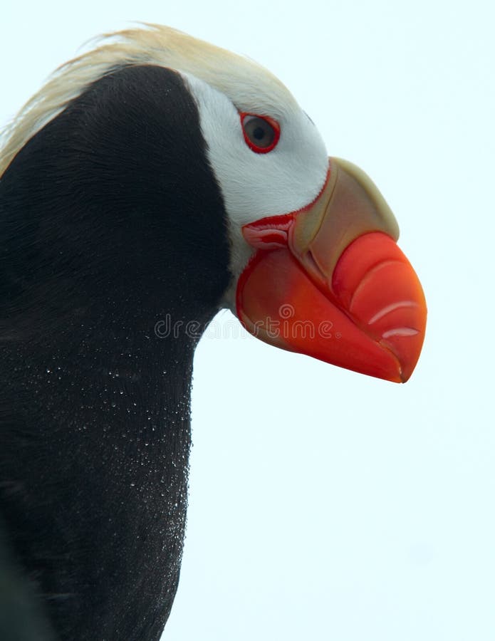 Tufted Puffin Chick (Fratercula) 2 Stock Image - Image of puffin, nice ...