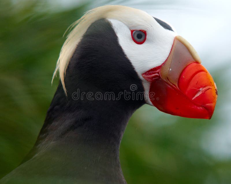 Tufted puffin stock image. Image of wild, island, russia - 14889173