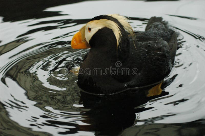 Tufted Puffin stock photo. Image of fratercula, avian, puffin - 203996