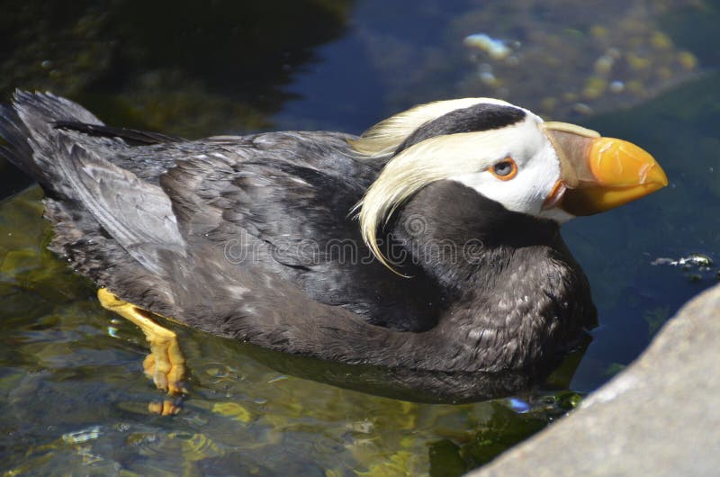 Tufted Puffin at an Aquarium Stock Photo - Image of coast, tufted: 43283436