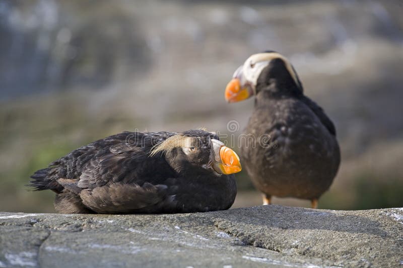 Tufted puffin birds stock photo. Image of serene, bird - 18081734