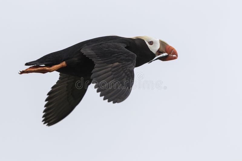 Tufted Puffin Flying in a Colony with a Fish in Beak Stock Image ...