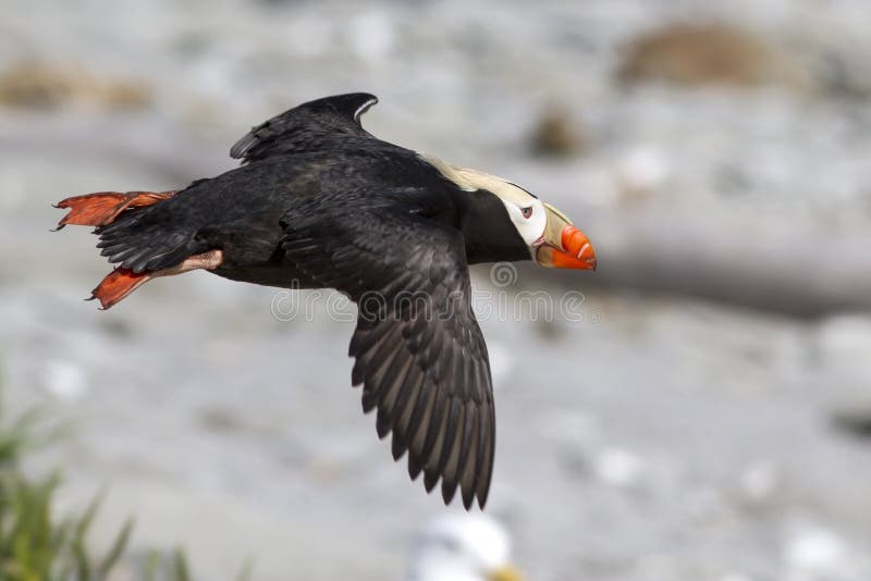 Tufted Puffin Flying Over the Coast of the Stock Image - Image of ...