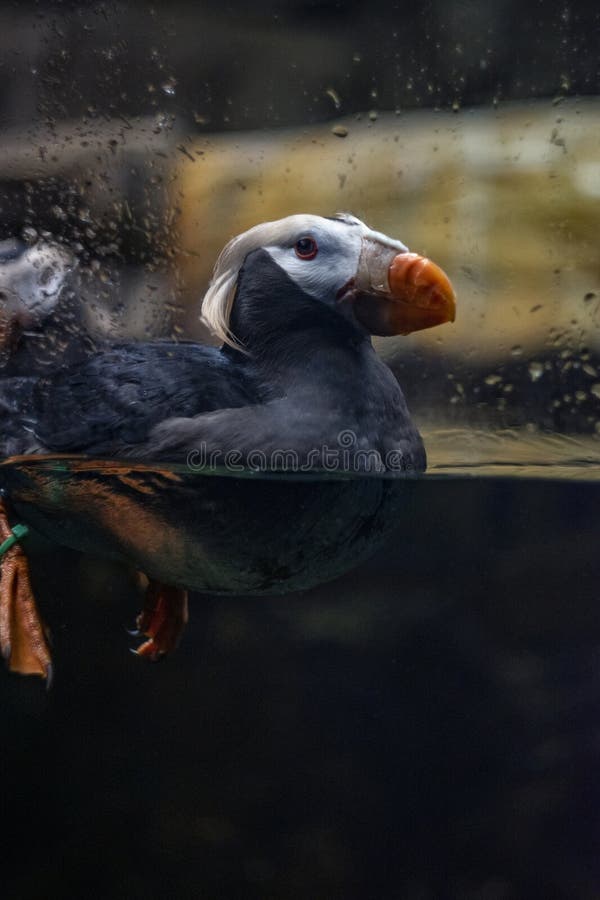 Tufted Puffin, Fratercula Cirrhata in the Water Stock Photo - Image of ...