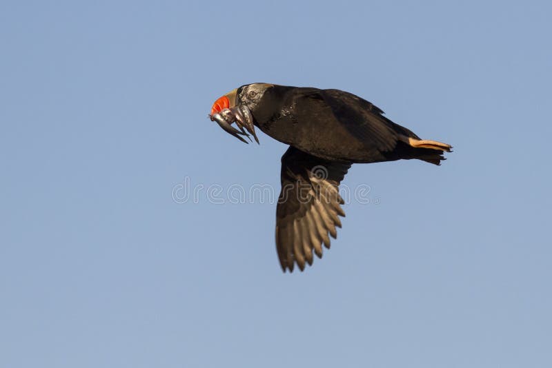 Tufted Puffin a Transitional Dress Flying with a Fish in Its Beak ...