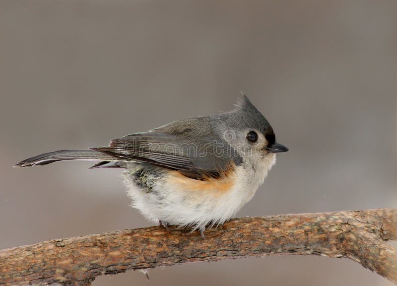 Tufted Titmouse stock image. Image of birding, songbird - 42625479