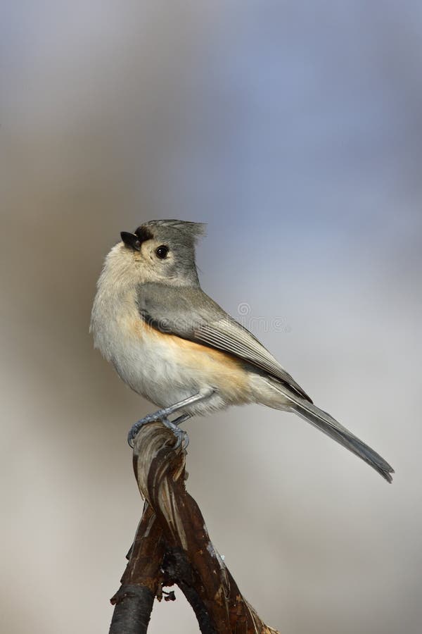 Tufted Titmouse bird stock image. Image of feathers, branch - 12404071