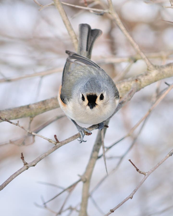 Tufted Titmouse stock image. Image of forest, tufted - 12833329