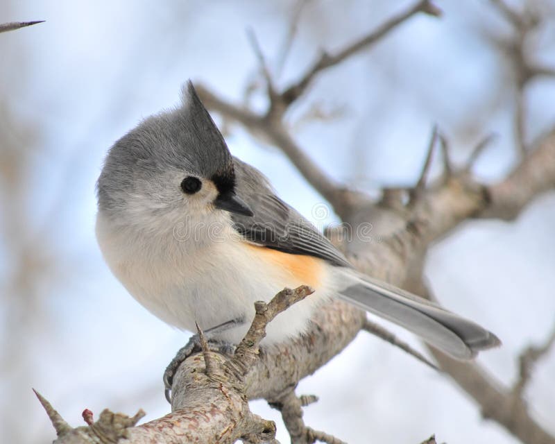 Tufted Titmouse bird stock image. Image of feathers, branch - 12404071
