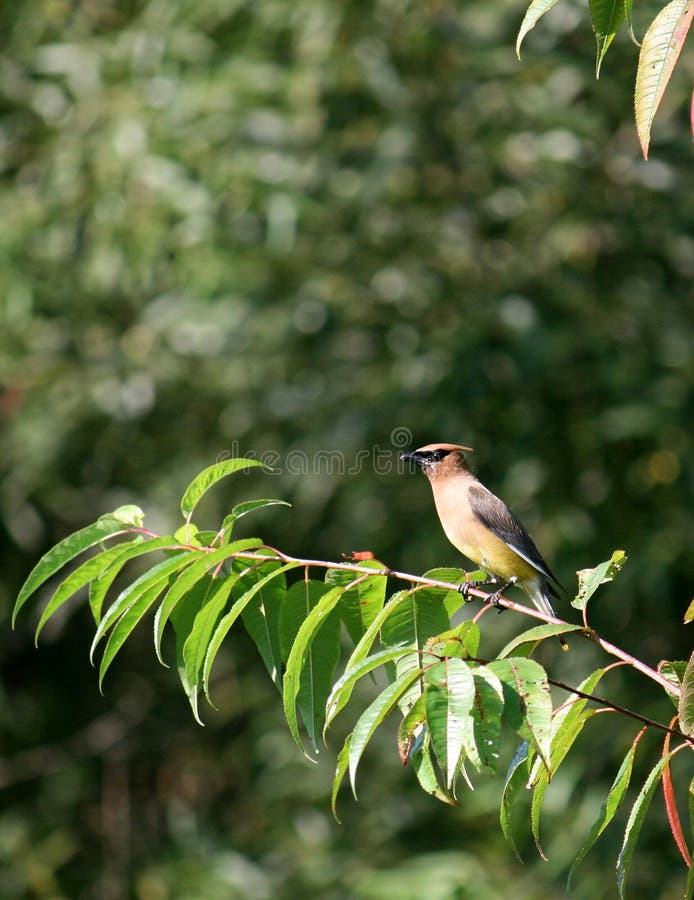 Tufted Titmouse stock photo. Image of bird, branch, tufted - 15778254