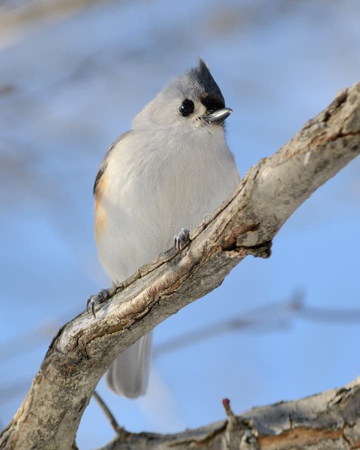 Tufted Titmouse stock image. Image of birdwatching, wildlife - 7448515