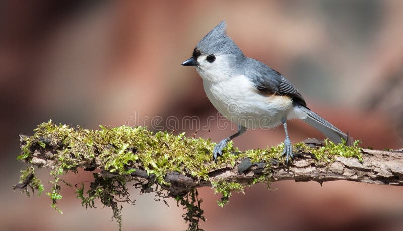 Tufted titmouse stock image. Image of tufted, habitat - 19344725