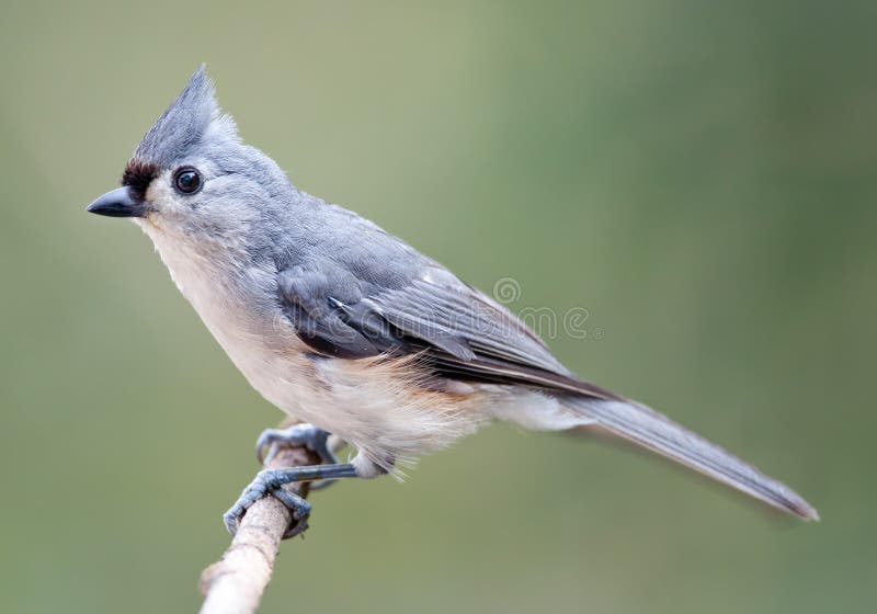 Perched Tufted Titmouse stock image. Image of birdwatching - 64391123