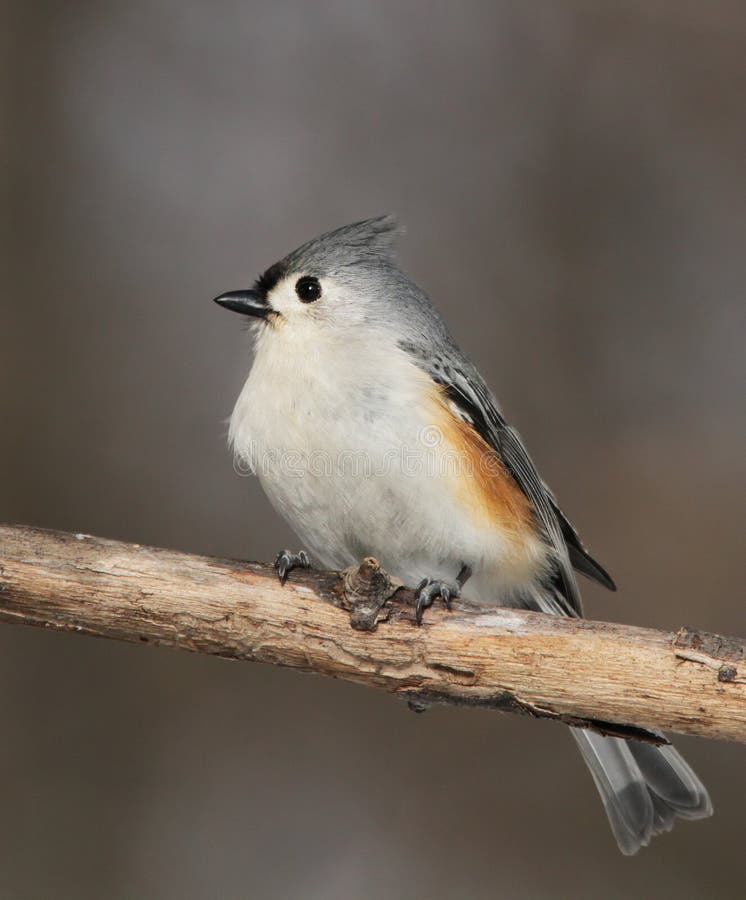 Titmouse stock photo. Image of tufted, parus, woods, northern - 83714