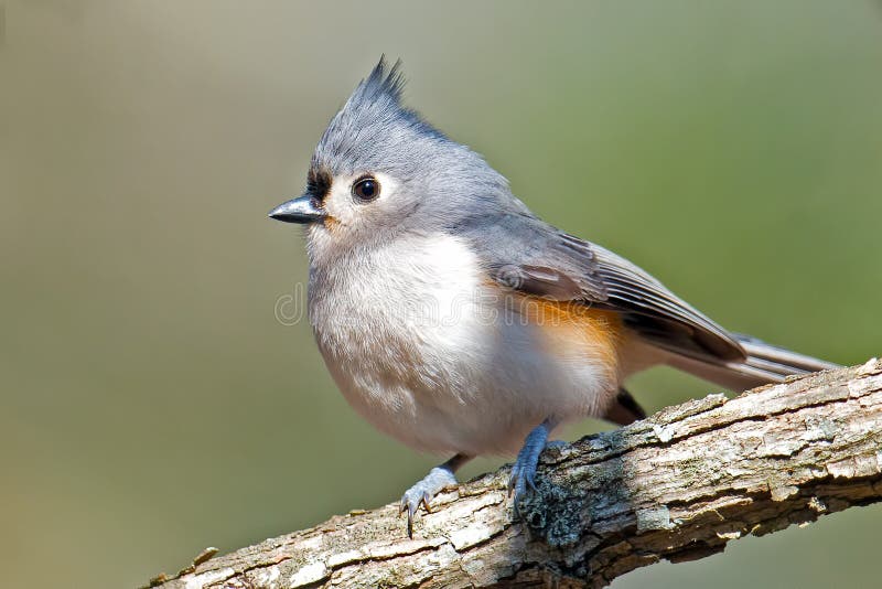 Tufted Titmouse bird stock image. Image of feathers, branch - 12404071