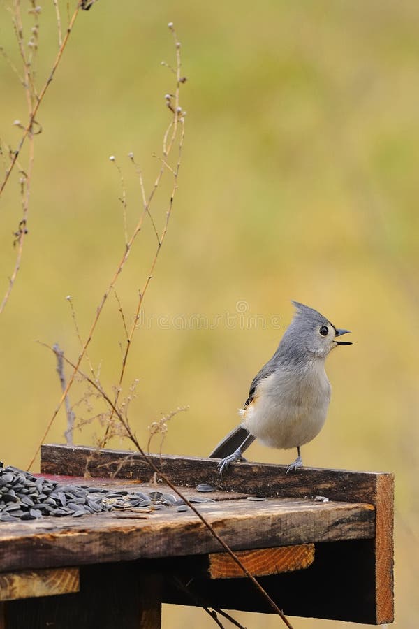 Tufted Titmouse 3 stock photo. Image of male, hobby, feather - 11700190
