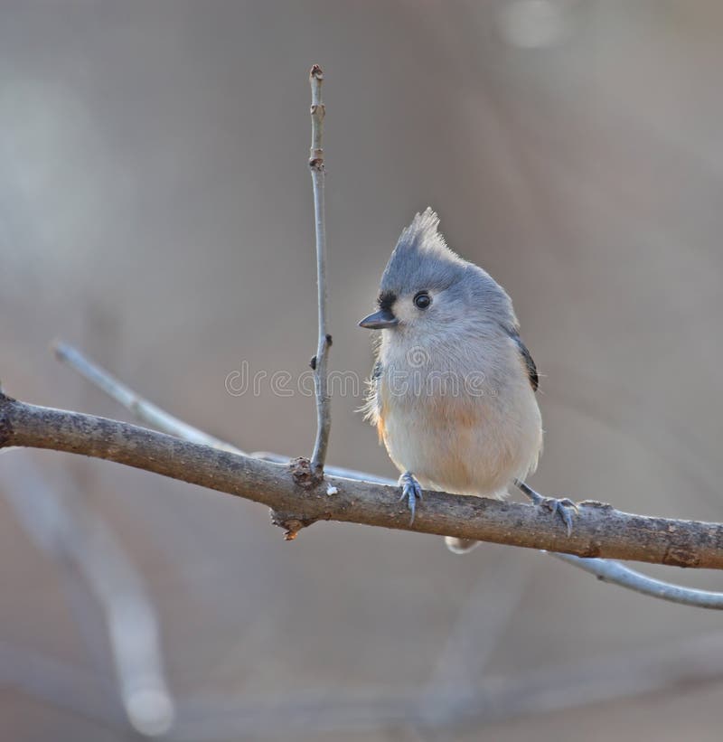 Tufted Titmouse stock image. Image of feathers, fauna - 7241599