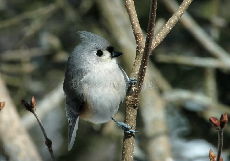 Tufted Titmouse bird stock image. Image of feathers, branch - 12404071