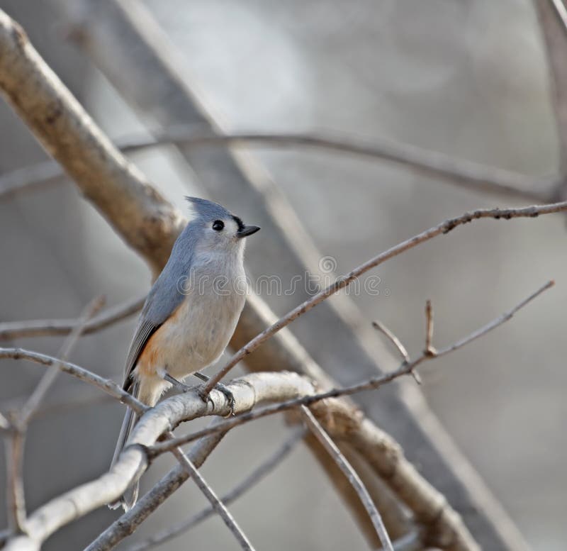 Tufted Titmouse stock image. Image of selective, wings - 8546597
