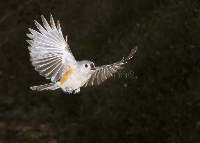 Flying Titmouse Stock Images - Download 617 Royalty Free Photos
