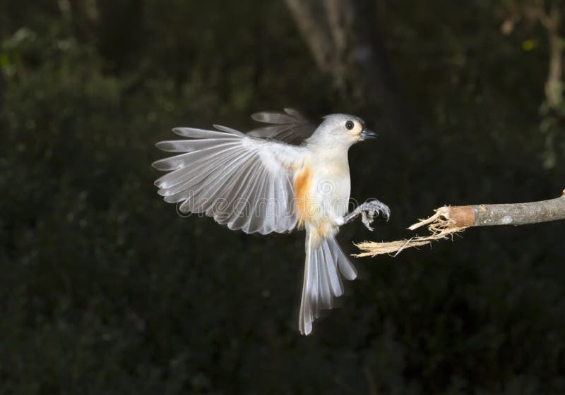 Tufted Titmouse (Baeolophus Bicolor) Flying Stock Image - Image of ...